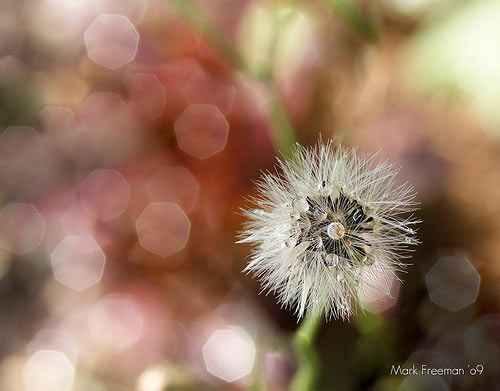 Brilliant Examples of Bokeh Photography ~ Pix Addictoin