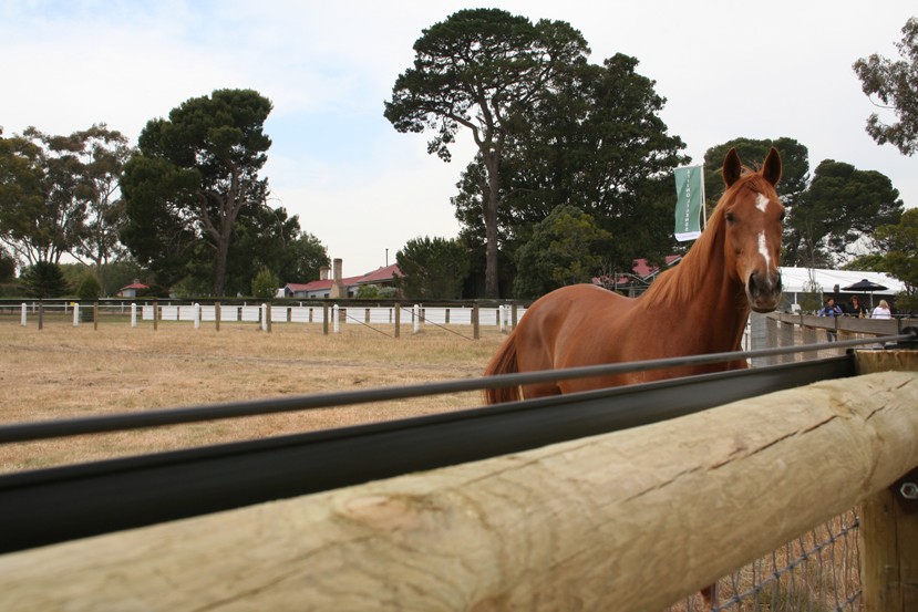 Diamond Mesh Horse Fencing