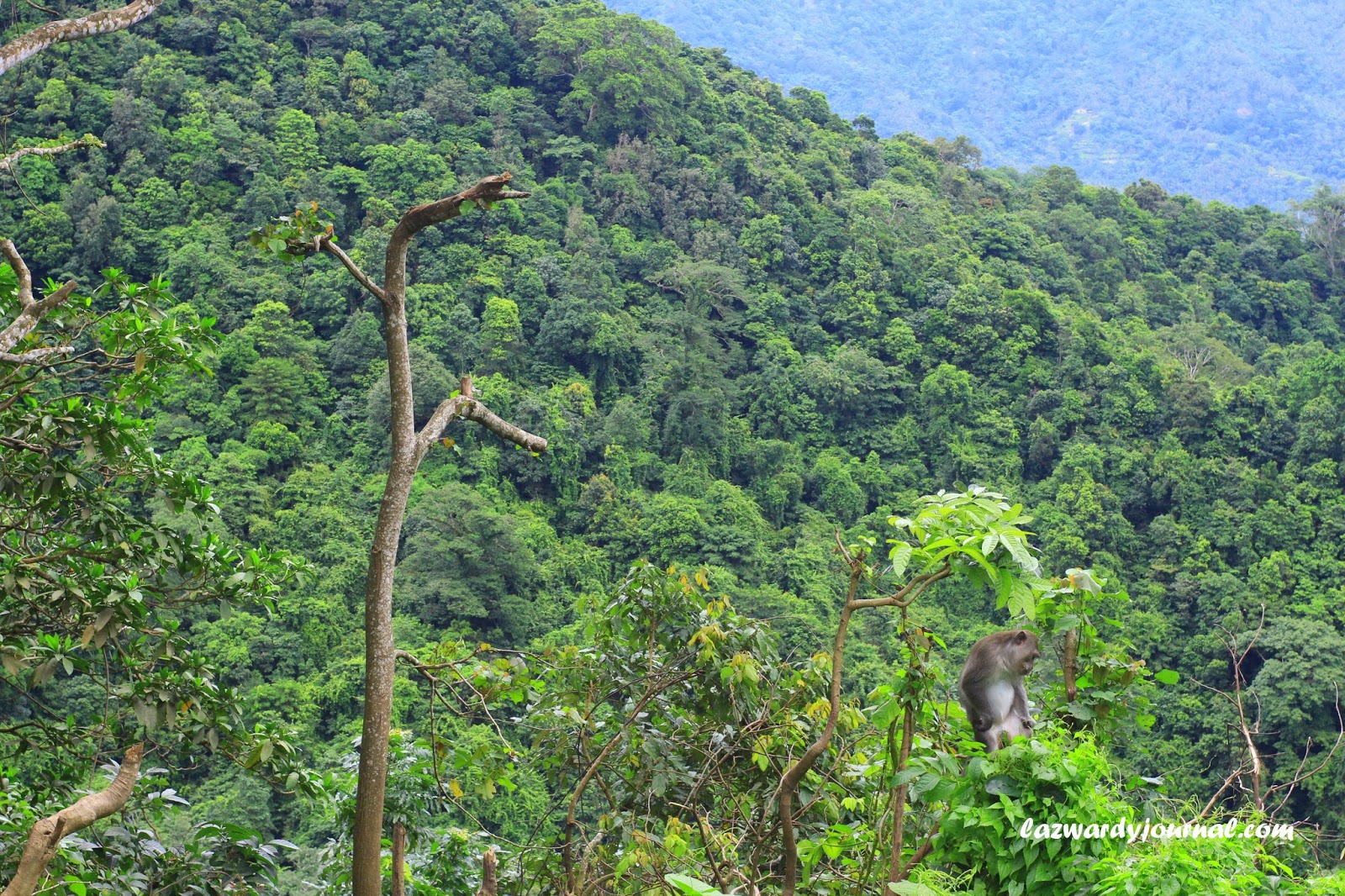 Sejuknya Puncak Pusuk : Monkey Forest ~ Lazwardy Journal