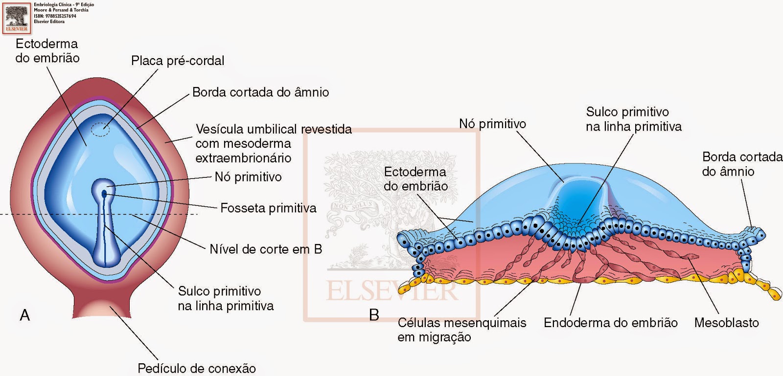 Laboratório Virtual de Embriologia: 08. Gastrulação