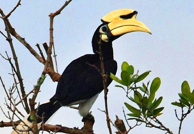 Habitat dan Morfologi Burung Rangkong - Cara Petani Budidaya