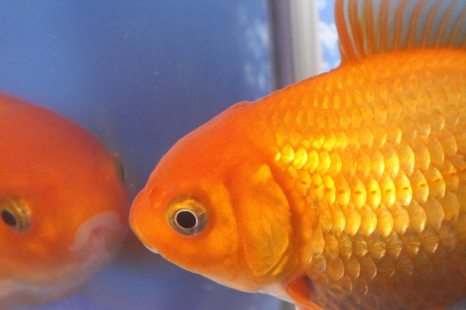 Aligorith's Lair: Goodbye Bubu