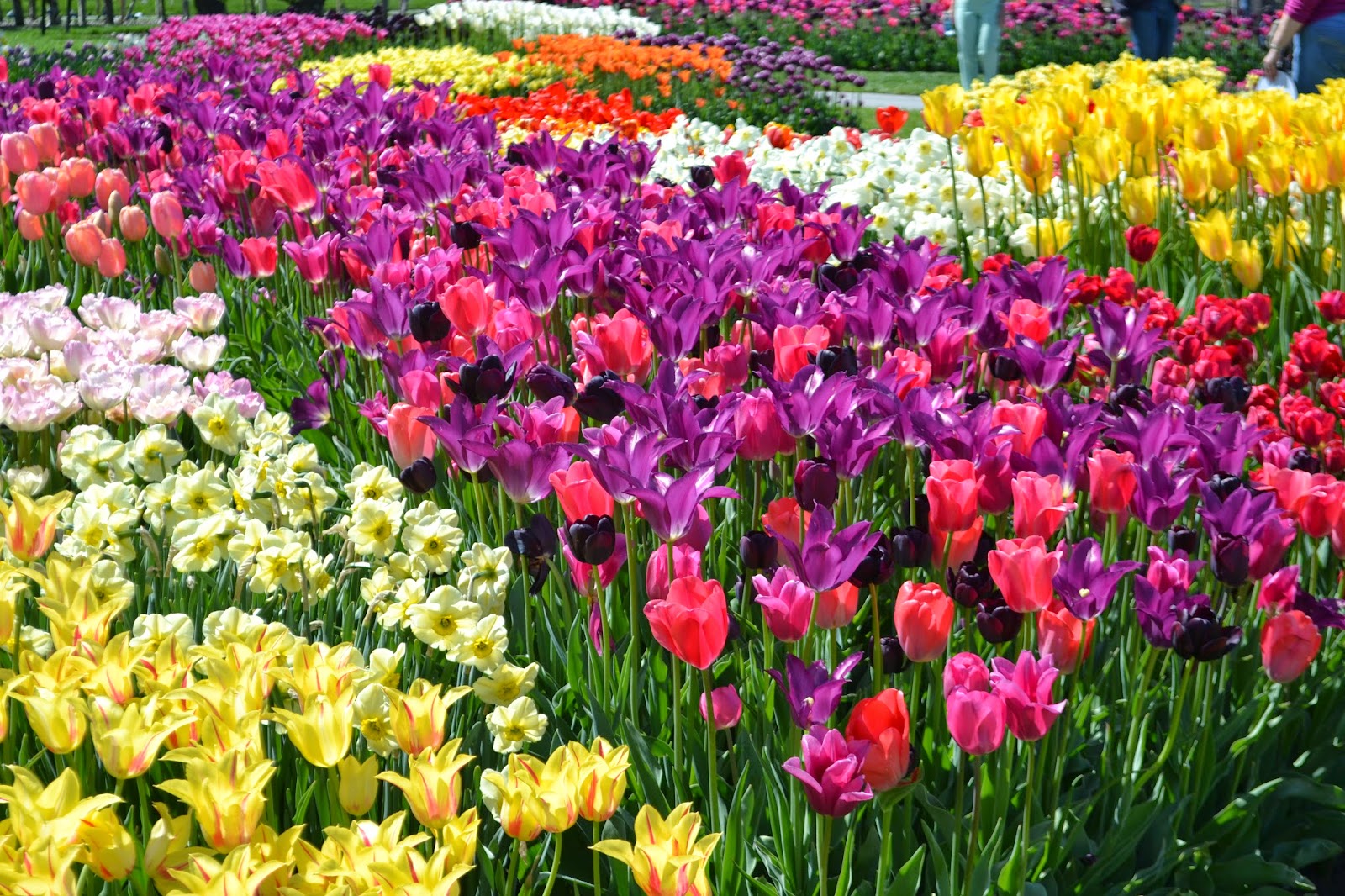 It's All About Purple: Longwood Gardens, In Spring!!