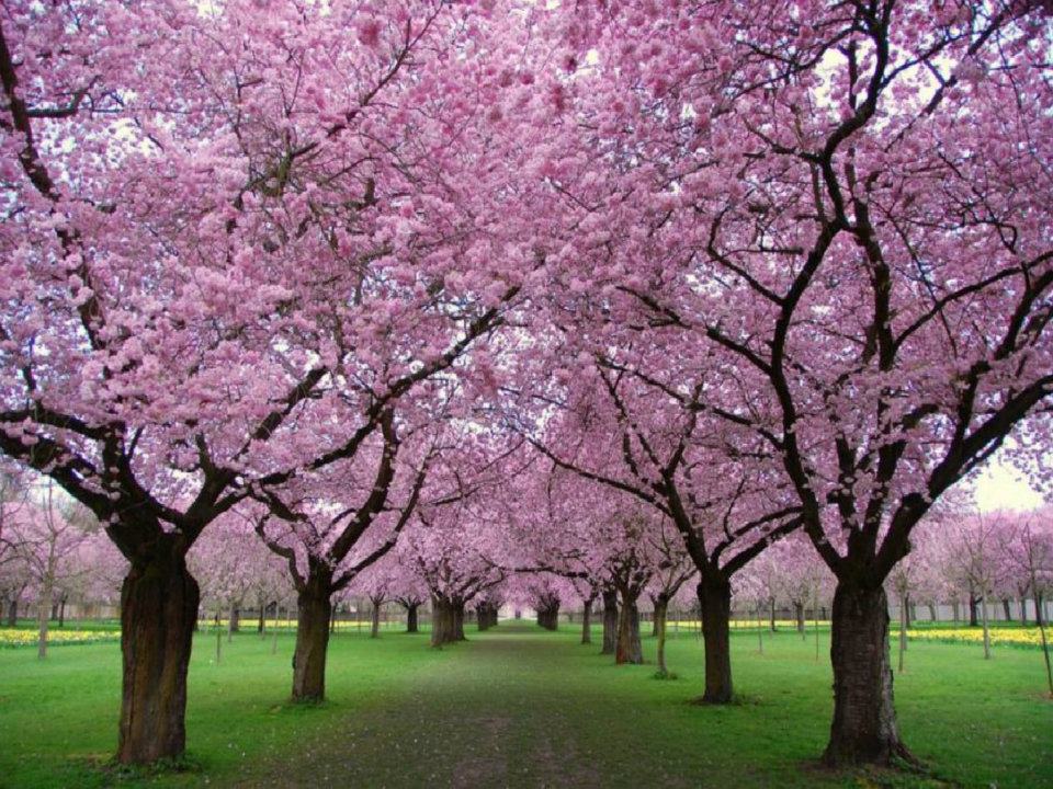 enqis blogi: გაზაფხულის პეიზაჟები.