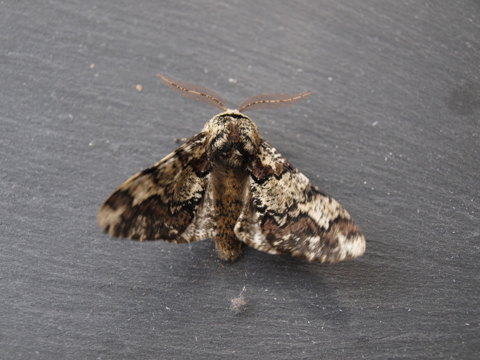 Ragged Robin's Nature Notes: First Moth of the Year!