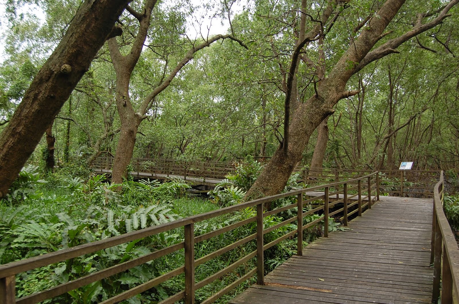 Konsep 36+ Gambar Hasil Hutan Dan Manfaatnya