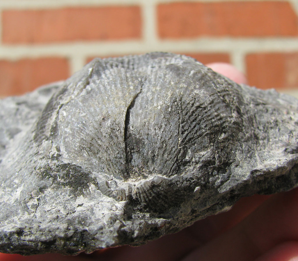 Views of the Mahantango: Atrypa reticularis brachiopod from the ...