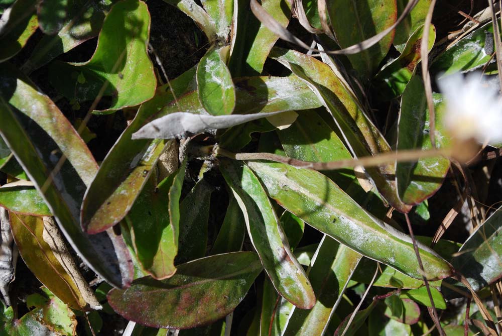 Space Coast Wildflowers: Tosohatchee WMA, January 20, 2012