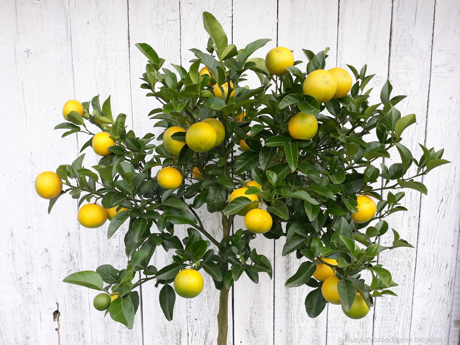 Cytrusy Mrozoodporne: Citrumelo 5 star