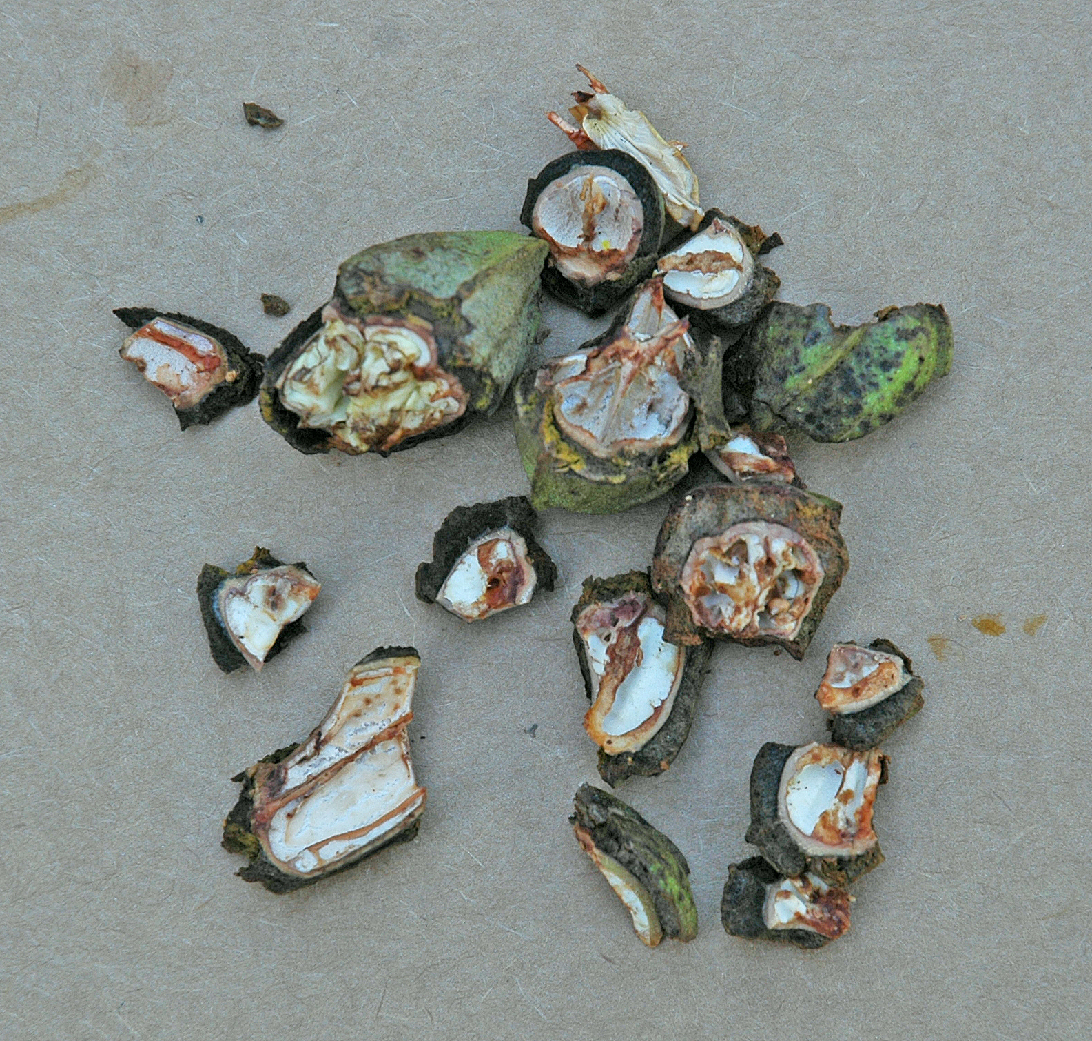 Northern Pecans: Pecan kernels filling - pests on the prowl