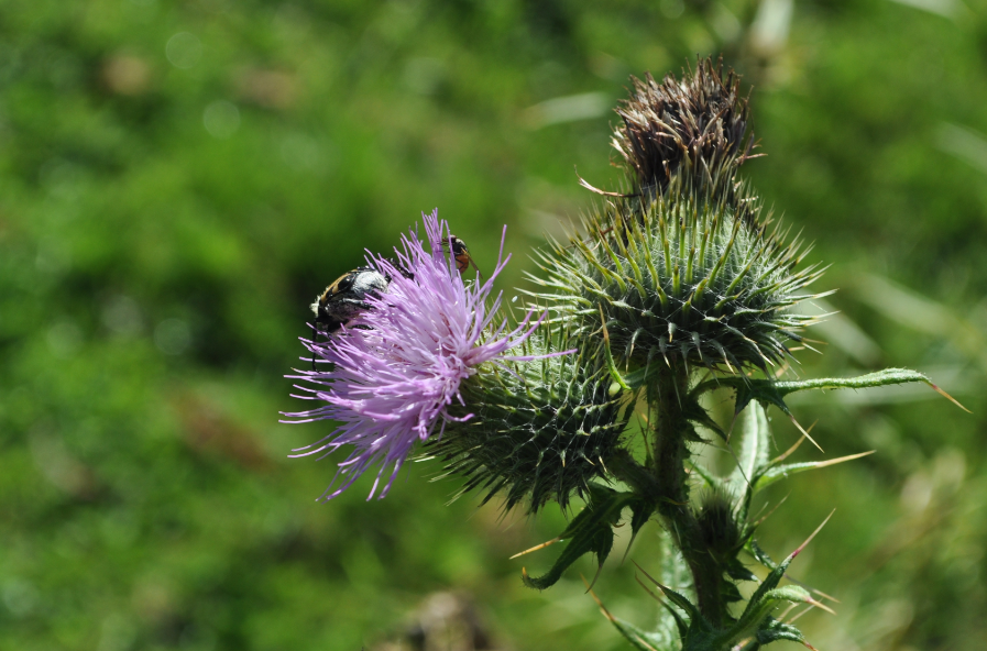 Ingas tankställe: augusti 2012