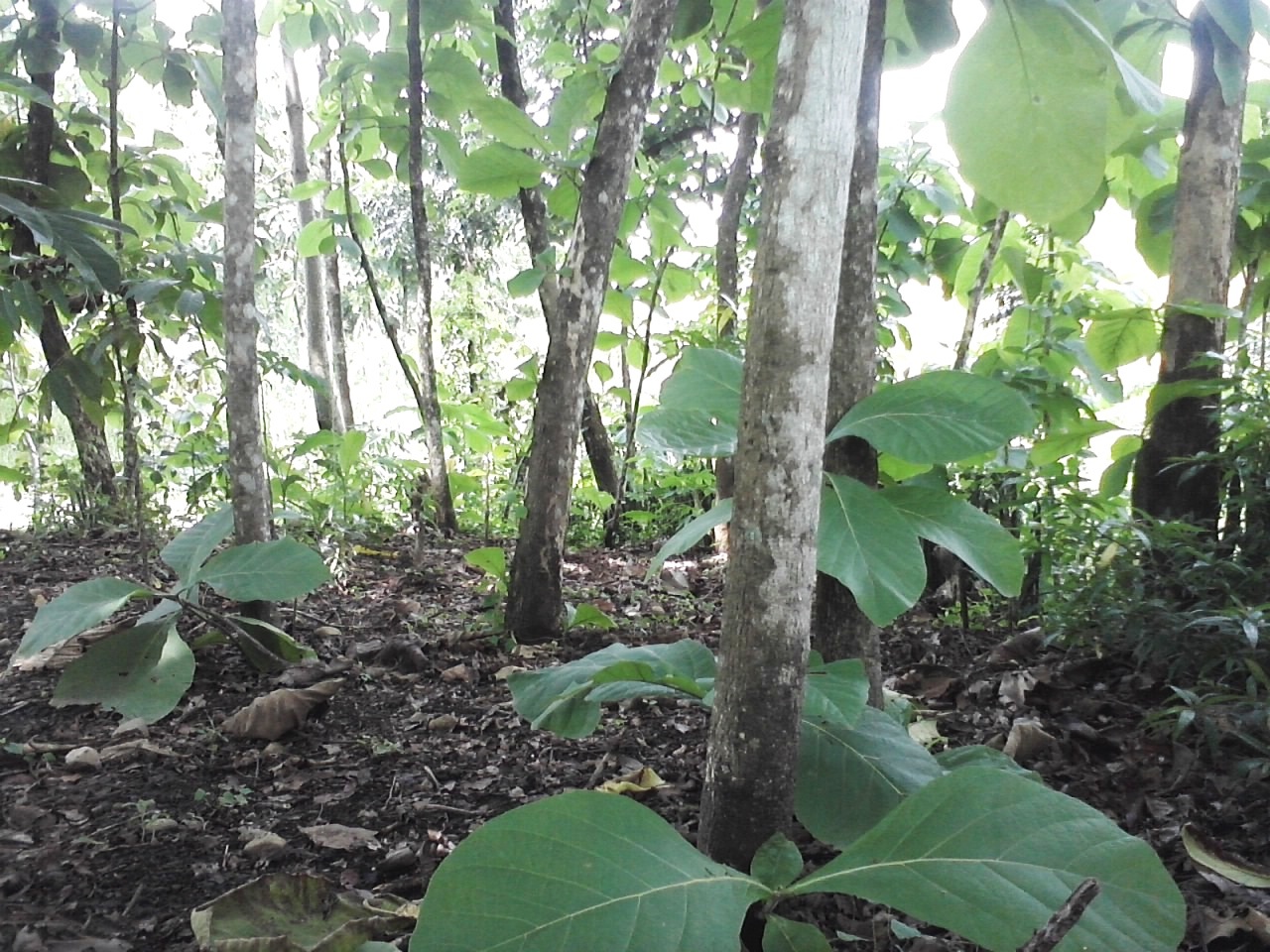 KAYU JATI POHON JATI KEBUN JATI: Pohon Jati. harus dipangkas