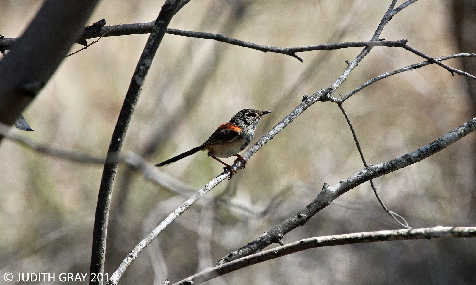 Juvenile Red-backed Fairy Wrens at Jarowair