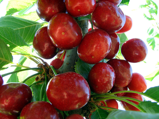 Desert Wind Designs: Cherry Picking