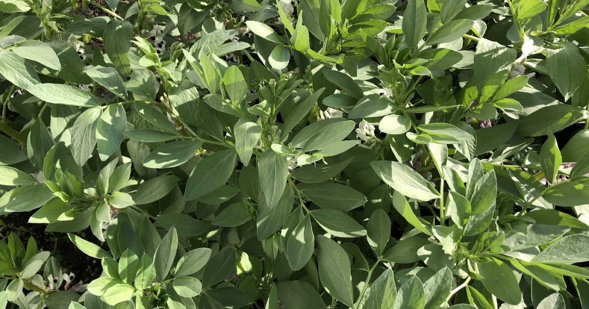 Gartenzone: Ackerbohne, Teil 2 - Sommeranbau, Ernte, Zubereitung