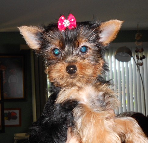 The Heavenly Yorkies: 12 Weeks Old Christmas Yorkies