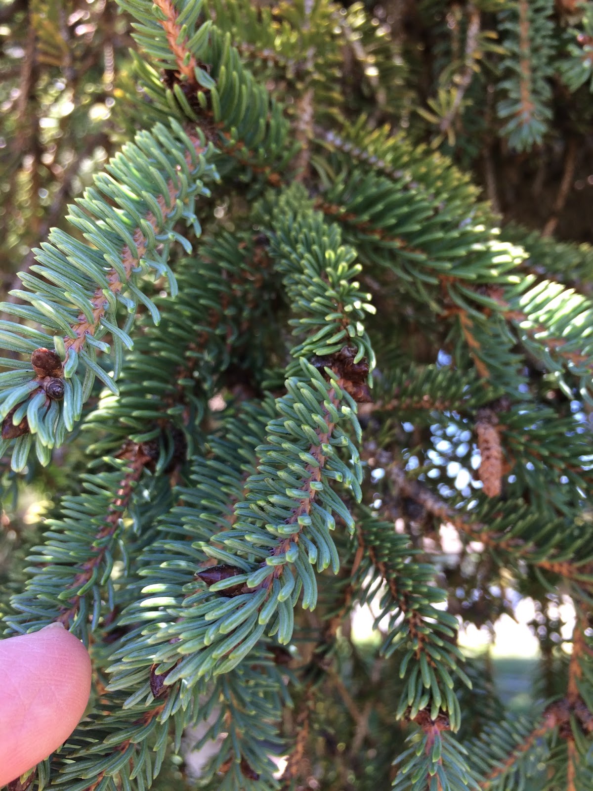 Trees of Santa Cruz County: Picea glauca - White Spruce