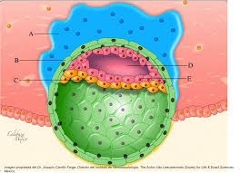 Histoembriología: Fecundación.