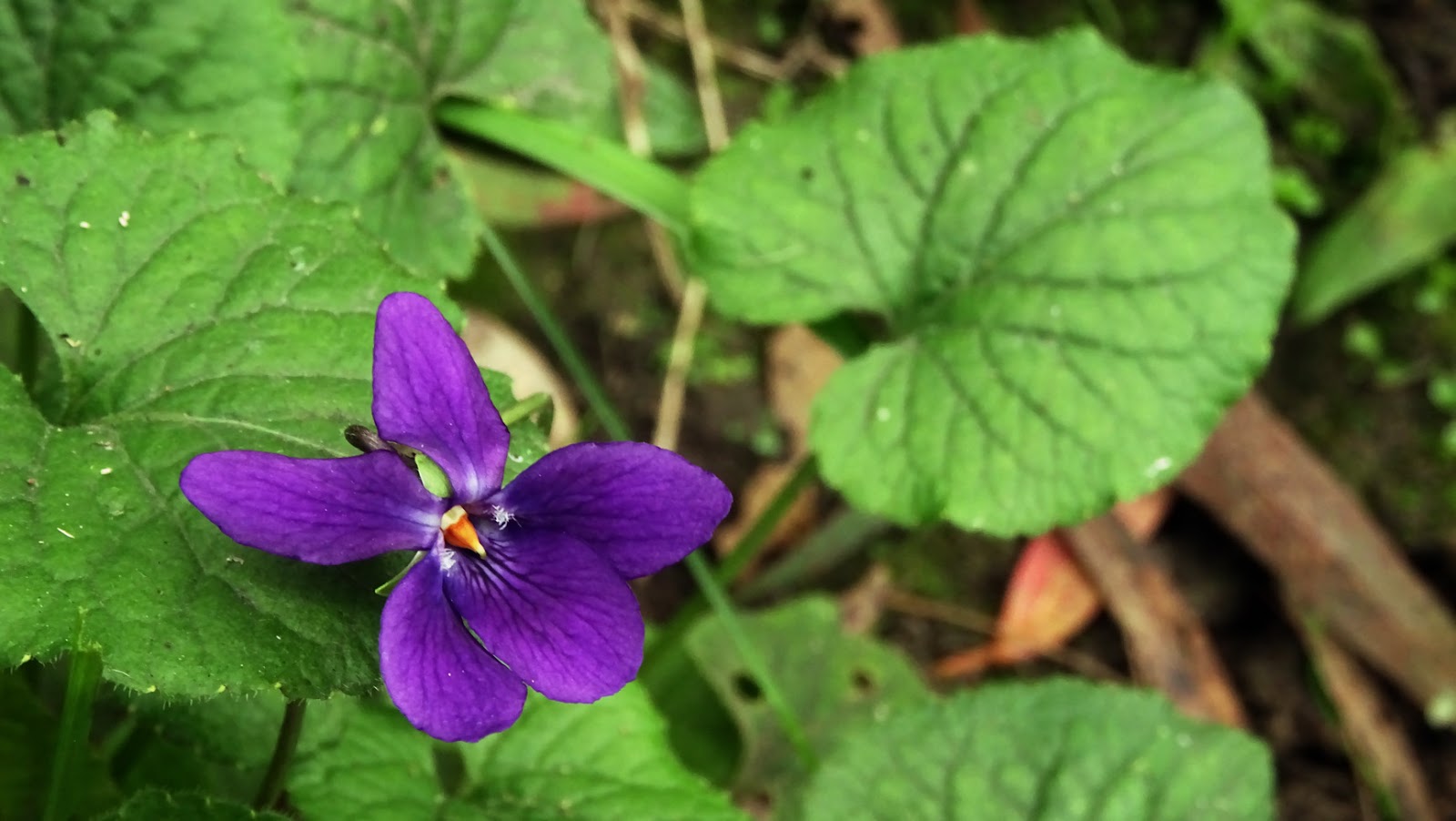 NixPixMix: FRAGRANT VIOLETS