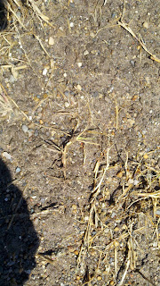 Smart Turf: DePauw University - Sprigs Have Been Installed, Here We Grow.