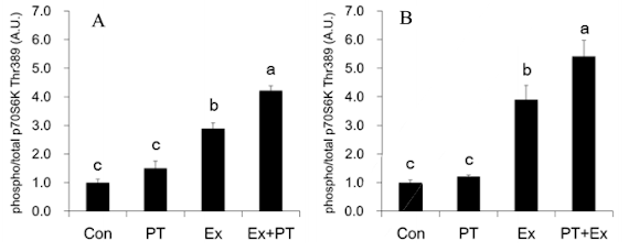 Panaxatriol - Ginseng Constituent Has Protein-Anabolic Effects When It ...