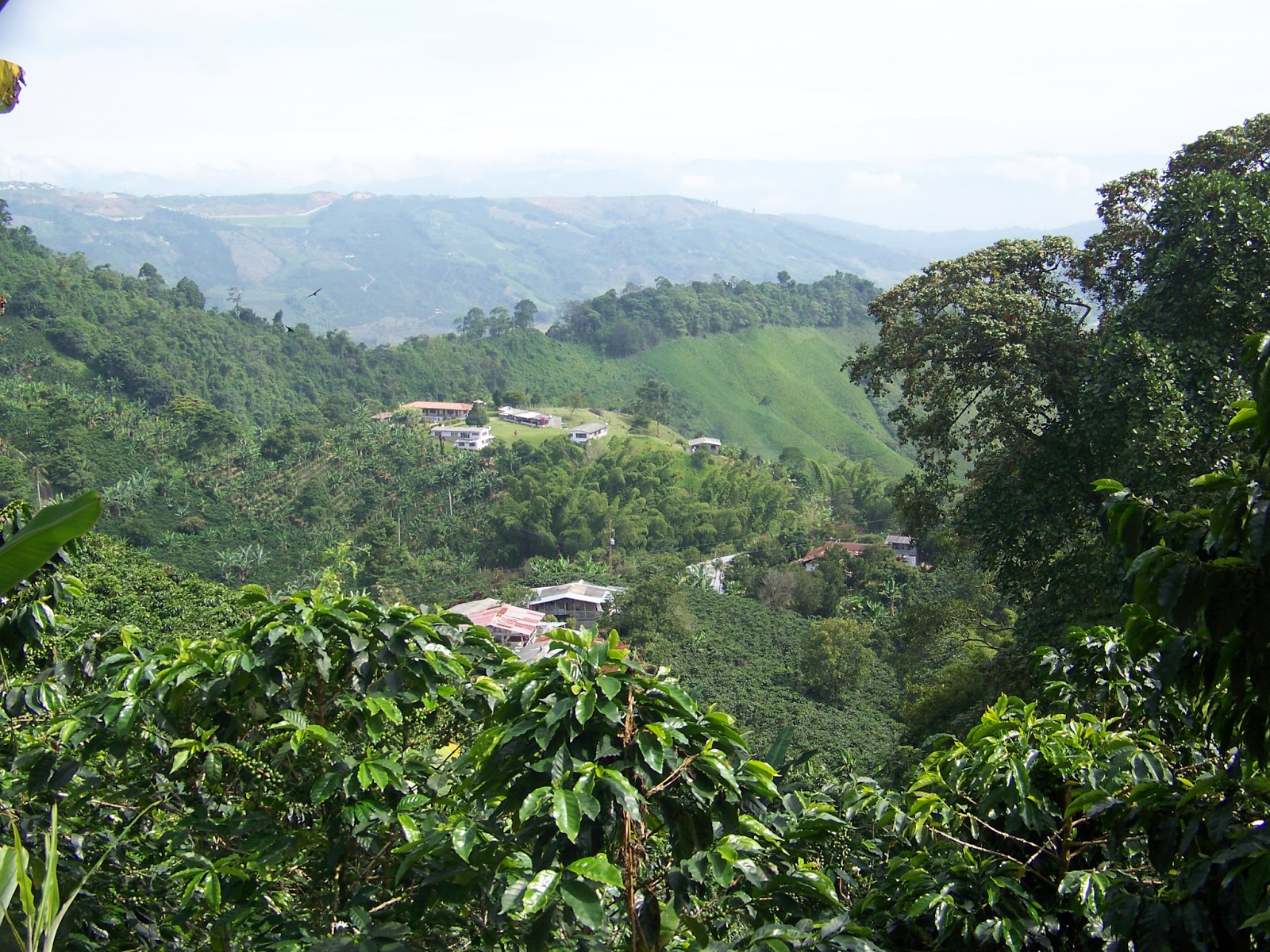 Vive Chinchiná Y Su Paisaje Cultural Cafetero: Caminatas en Chinchiná ...