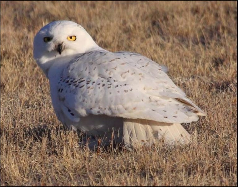 Rodney Willett's Blog: From daffodils in Devon to snowy owls in Bermuda