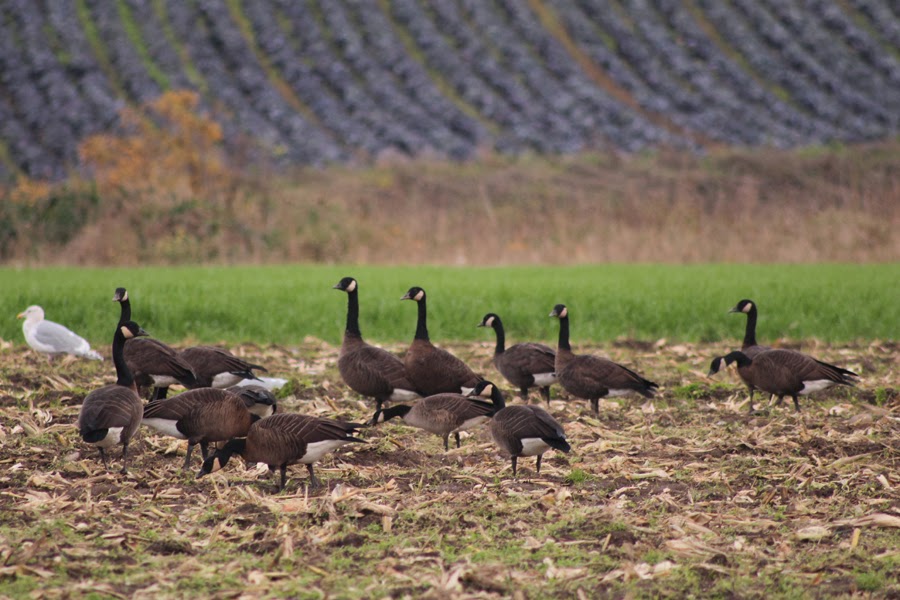 The Naturalest Naturalist: Palm Monday