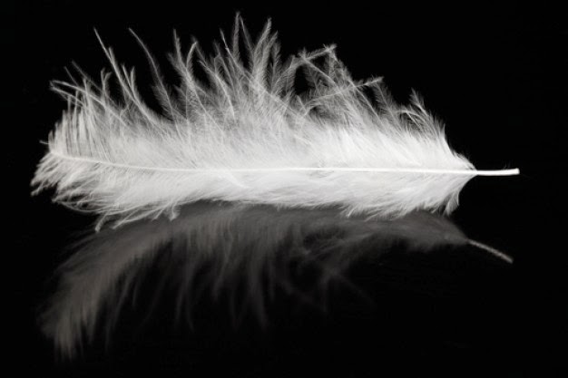 Oñati/Ruper.: La historia de las plumas