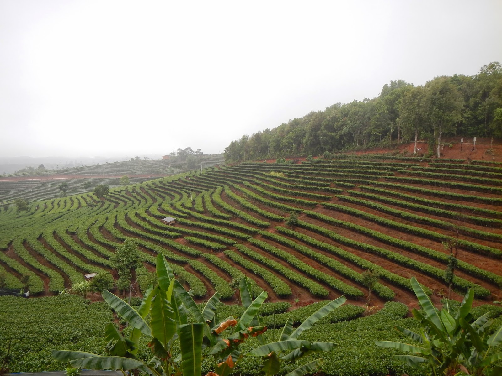Mick's Moto Adventure: All the Tea in China - Part 1 Yunnan