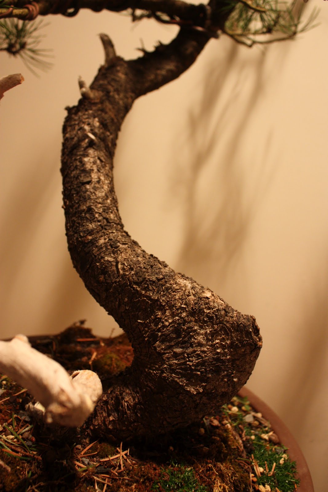 Woodland-Bonsai: Pinus contorta contorta, Shore pines, collected.