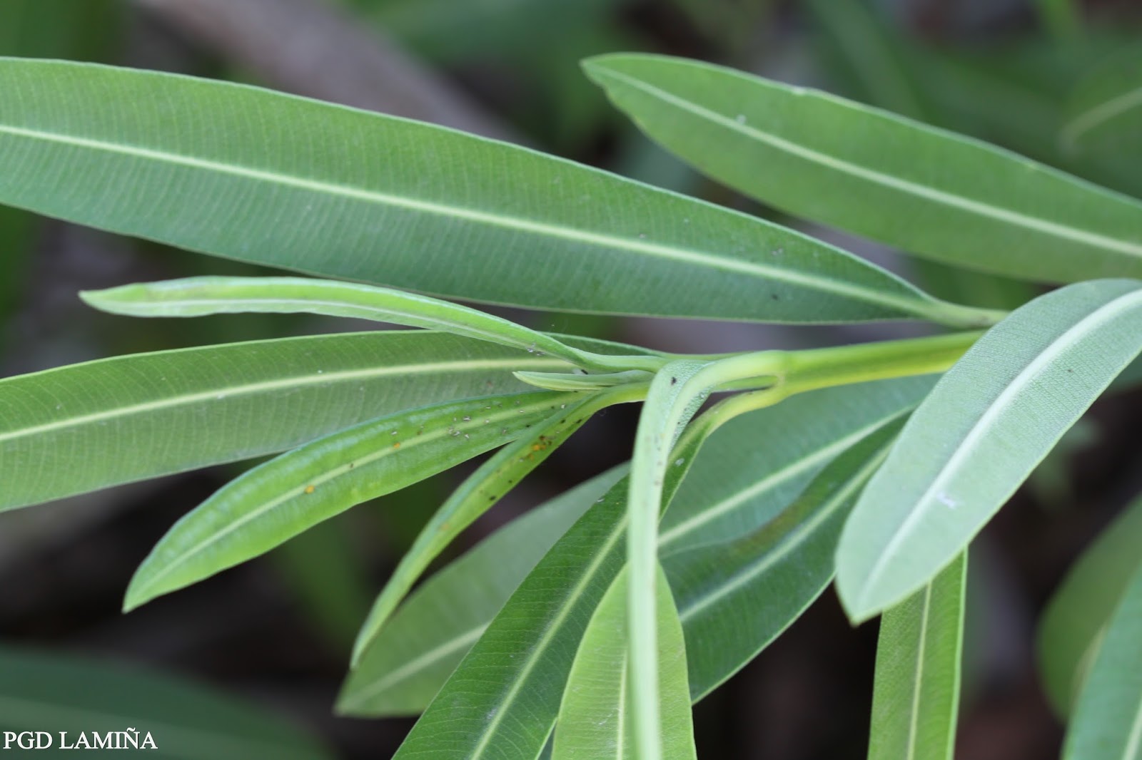 NERIUM OLEANDER. baladre o laurel de flor.