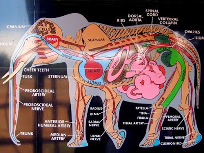 Info animales: diciembre 2014