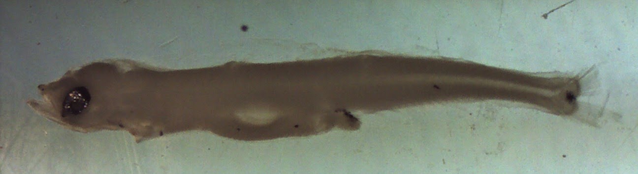 Ictioplancton en Chile: Proyecto FIP 2014-31 Identificación ...