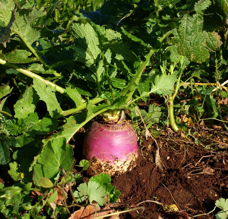Bonsai Natal: Nabo - Brassica rapa L.