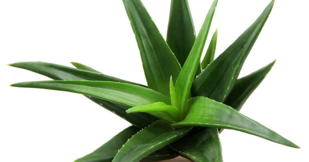 6 Contoh Perkembangbiakan Vegetatif pada Tumbuhan ~ Ruana Sagita