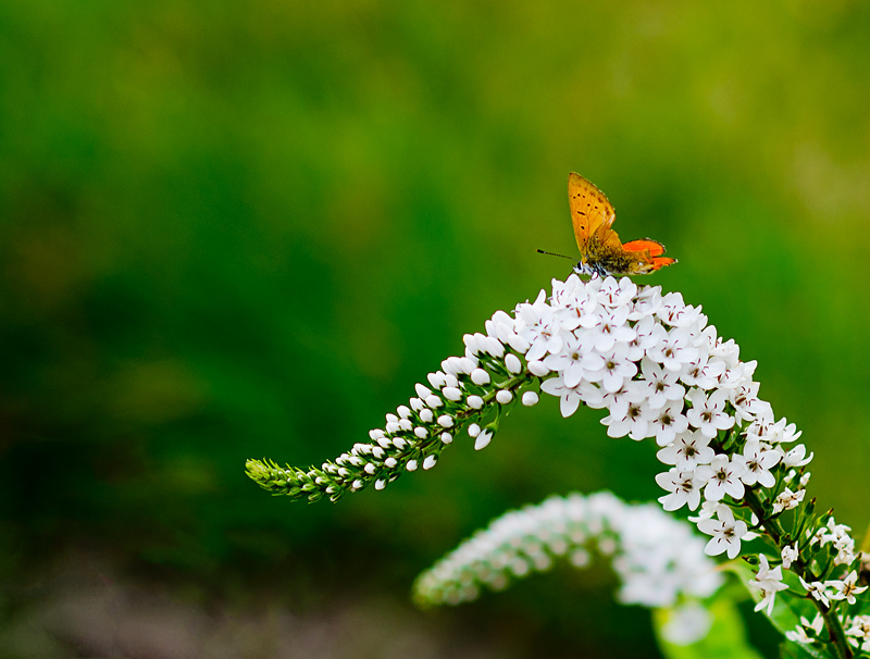 School Of Digital Photography: Composition Tips for Butterfly Photography