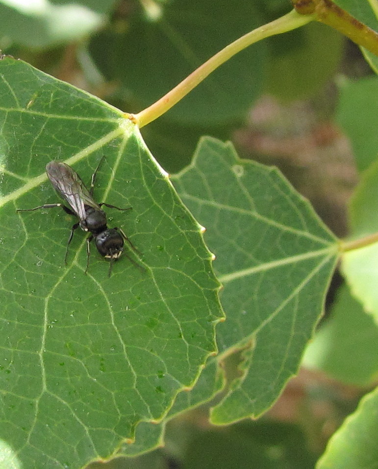 Bug Eric: Wasp Wednesday: Passaloecus