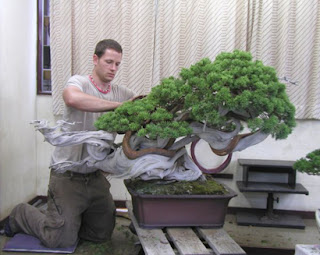 NOSTROMO BONSAI: RYAN NEIL EVOLUCIONES