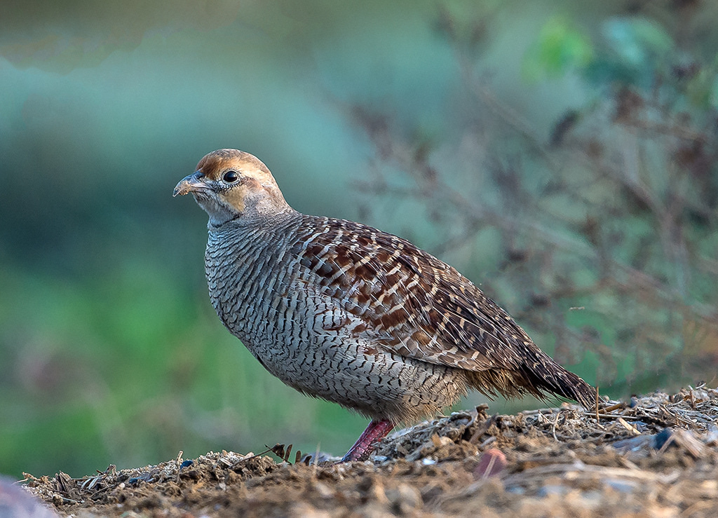 Scientific Name of Partridge, Ptarmigan | Teetar , Chakor ka vaigyanik ...