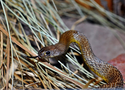 The Fierce Snake Most Dangerous Snake | The Wildlife