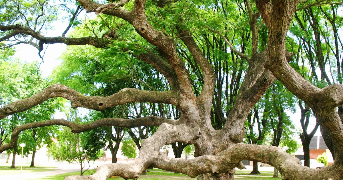Atractivos de Curuzu Cuatia - Arbol Centenario de Plaza San Martin