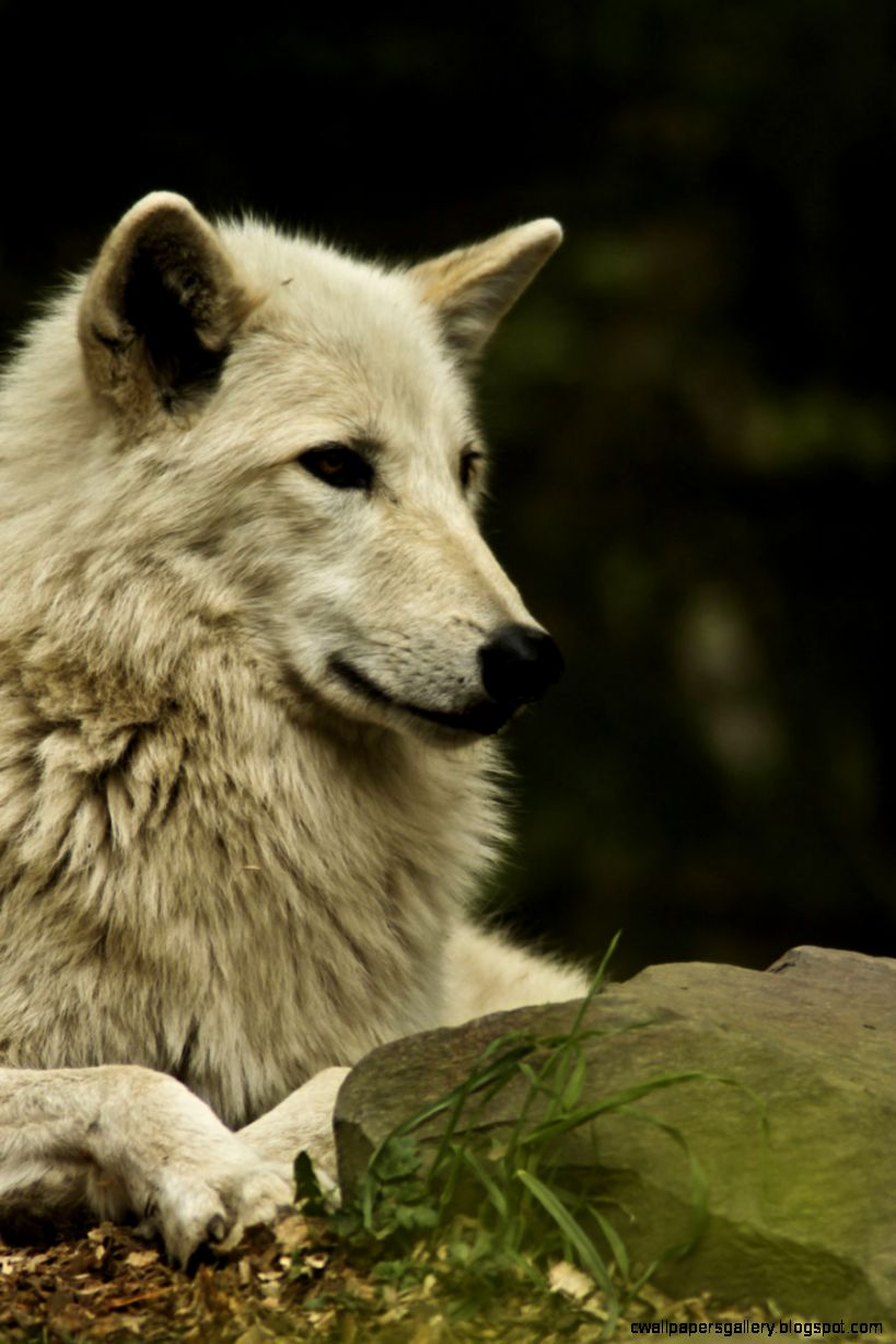 Beautiful Wolf Photography | Wallpapers Gallery