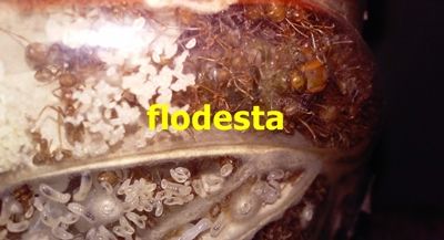 Cara melihat ratu semut rangrang di dalam toples | FLODESTA