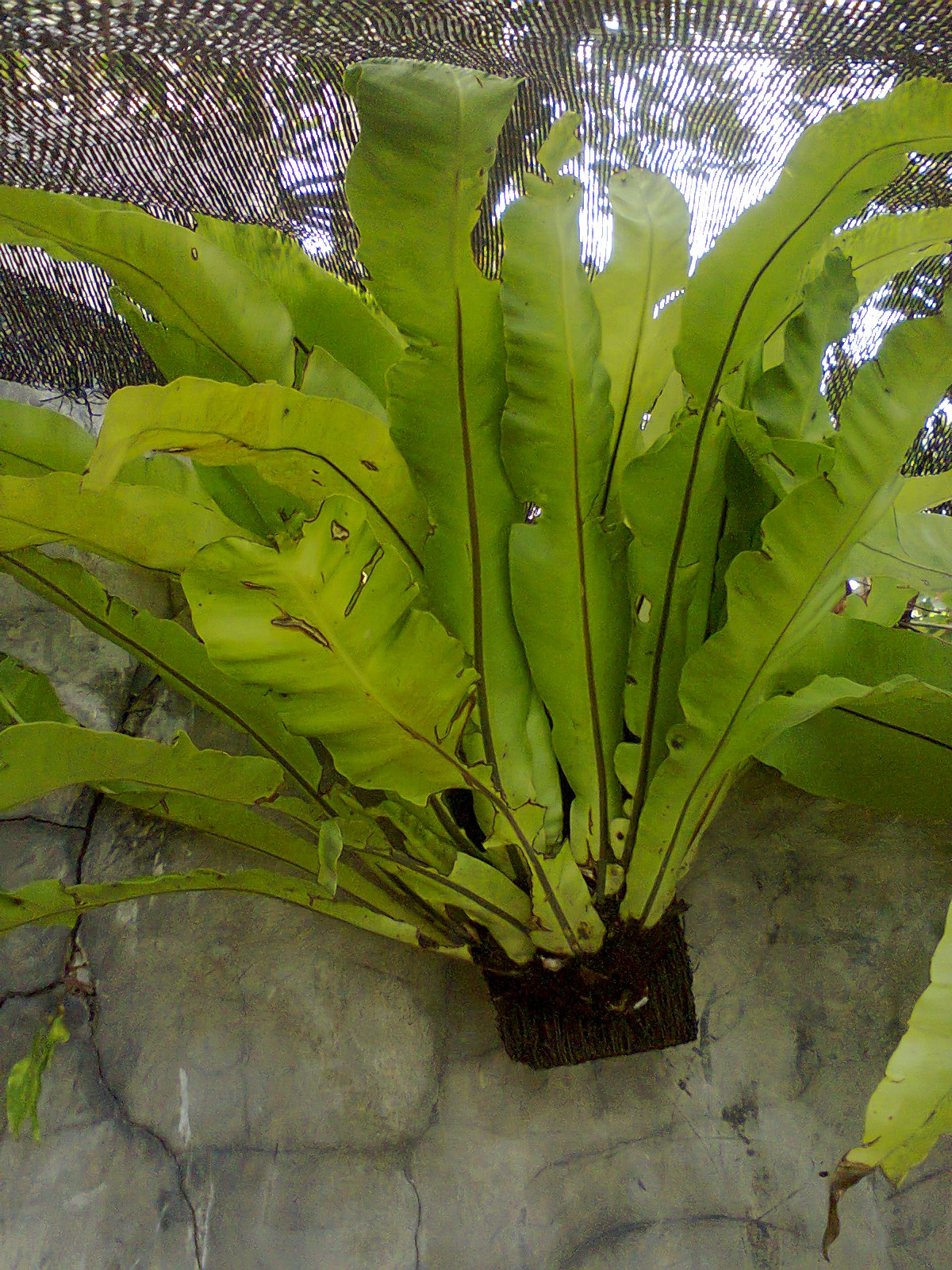 11+ Baru Tanaman Hias Kadaka, Tanaman Hias