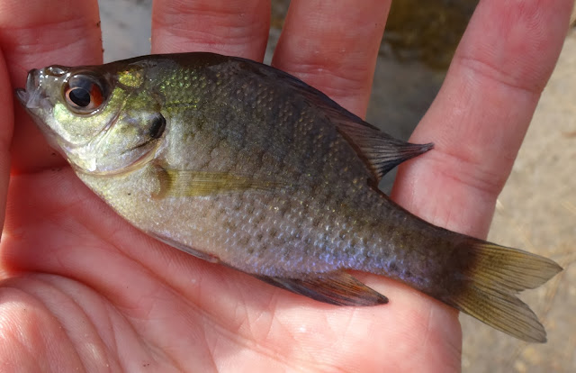 Ben Cantrell's fish species blog: VA / NC trip part 5 - Lake Waccamaw