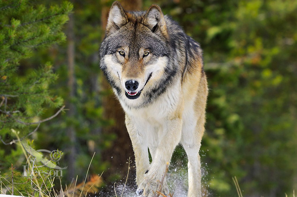 White Wolf : Mr. President: 5 Ways to Salvage Your Environmental Legacy ...