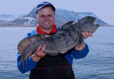 Info-Junction Blog: Atlantic Wolffish