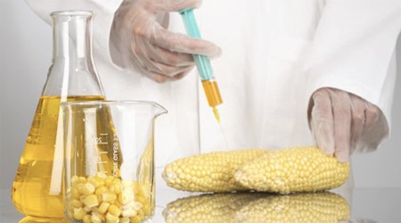 La Génération Evolution!: Problème d'Environnement&Santé: Les OGM!