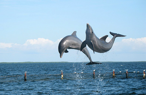 Florida Adventure Sports: Discovering Florida Wildlife